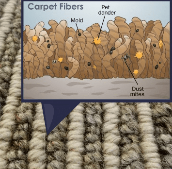 Steam Cleaning Carpets Can Help Reduce Allergies